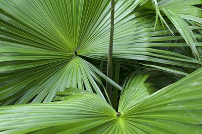 Can Saw Palmetto Benefit Women's Health?